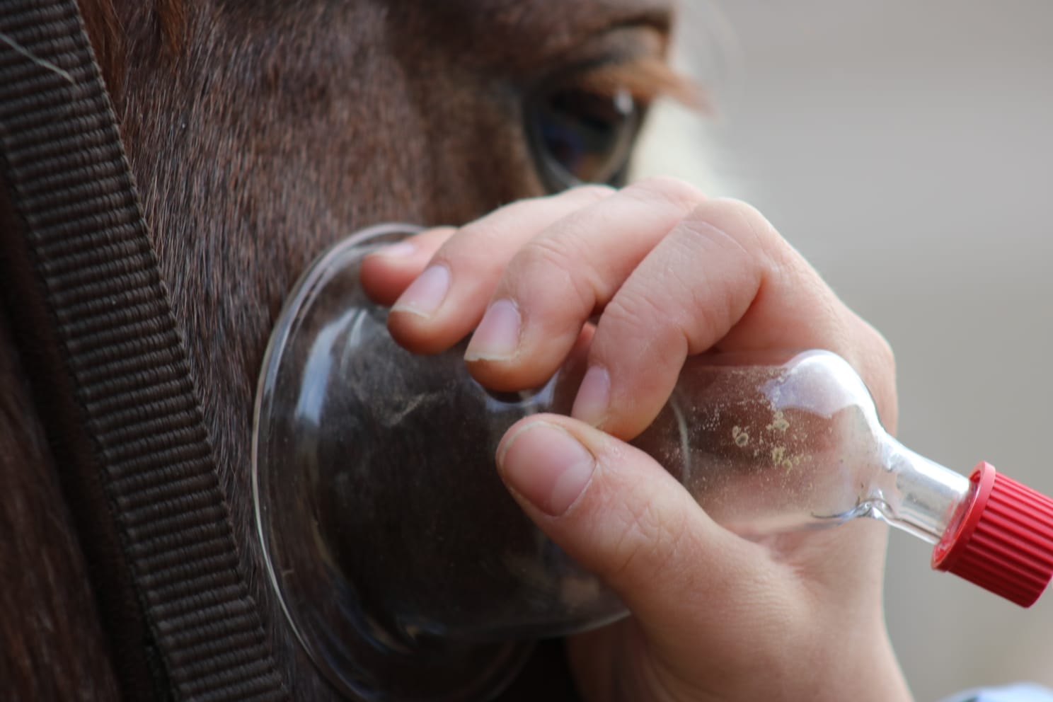 Gallery – Horse cupping
